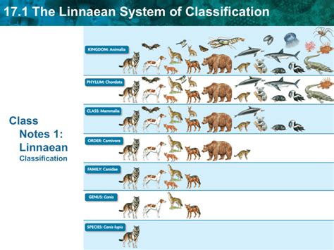 Linnaean System Of Classification Taxonomy Explained