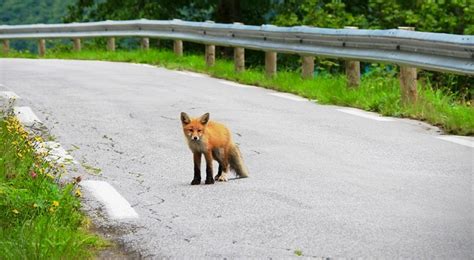 Spiritual Meaning Of Fox Crossing Your Path