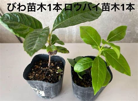 枇杷苗木 ロウバイ苗木 各1本 メルカリ