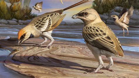80 Million Year Old Enantiornithine Fossil Fills Gap Between