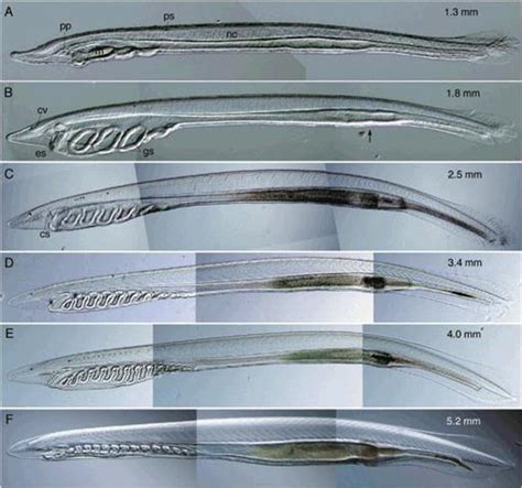 Larval Development Of The Oriental Lancelet Branchiostoma Belcheri In