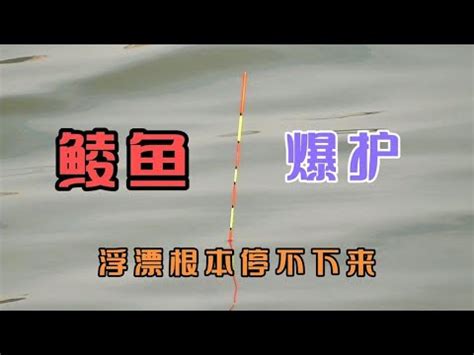 大降温鲮鱼爆护万万没想到1米水深浮漂根本停不下来 YouTube