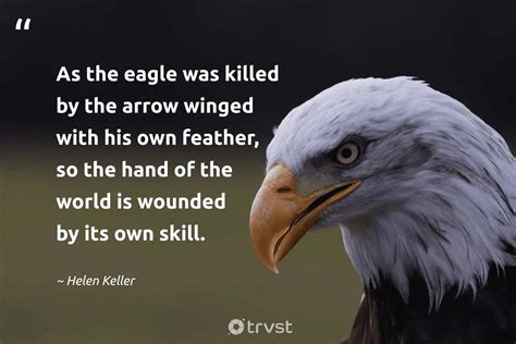 Eagle Quotes That Can Help You Conquer The Sky