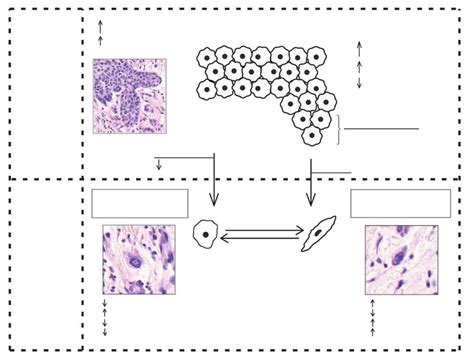 Patterns Of Cancer Cell Invasion Collective Cell And Individual Cell Download Scientific