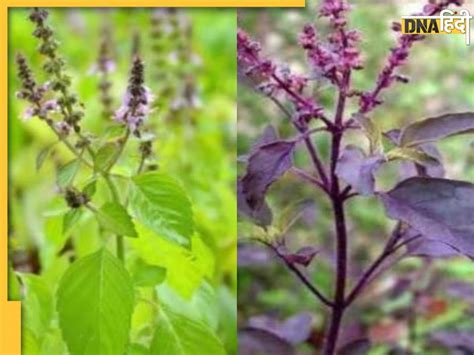 Rama-Shyama Tulsi: रामा या श्यामा कौन सी तुलसी लगाना होता है शुभ, यहां ...