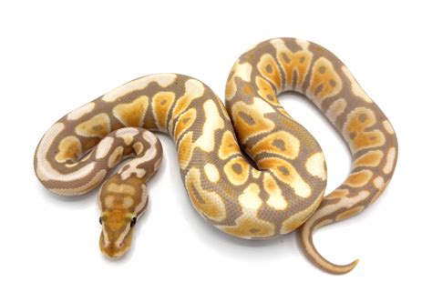 Banana Spotnose 100 Double Het G Stripe Clown Royal Constrictor Designs