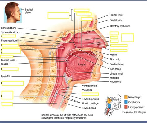 Anat Lab Exam 3 Respiratory Structures Diagram Quizlet