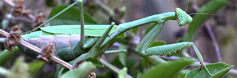 What A Mantis Bug Squad