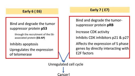 Cervical Intraepithelial Neoplasia And Cervical Cancer Pathology Made