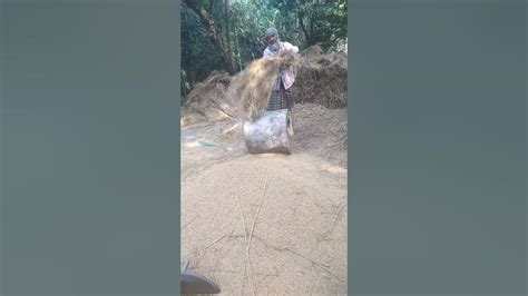 বাংলার খাঁটি কৃষক বাংলার সোনার ফসল ঘরে তুলছে Youtube