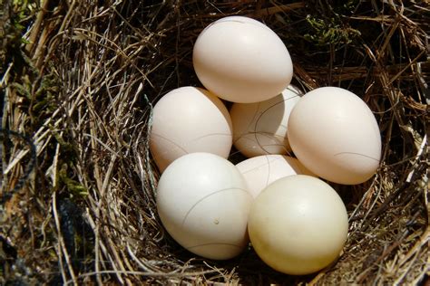 Eastern Phoebe Eggs