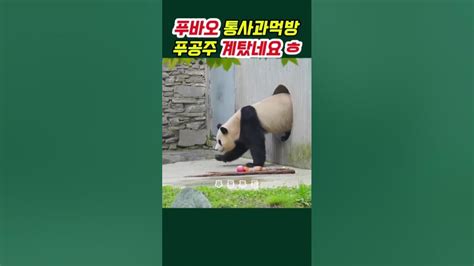 🚦푸바오 통사과먹방 보는날 푸바오근황 푸바오실시간 판다월드 애버랜드 아이바오 러바오 루이바오 후이바오 강바오