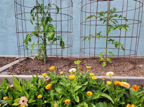 12 DIY Plant Cages And Supports