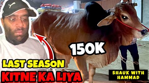 Kitne Ka Liya Tuesday Update Cow Mandi Lahore Shahpur Kanjra