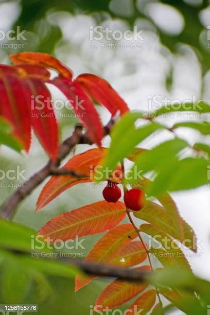 산재의 빨간색과 주황색 잎 전체 아름다움에 산 재 가을 로완 베리 0명에 대한 스톡 사진 및 기타 이미지 0명 가을 갈색