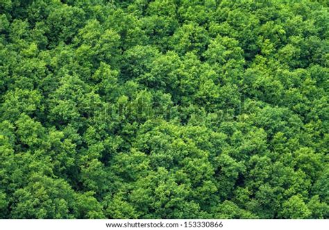 Tree Crown Texture Images Stock Photos D Objects Vectors Shutterstock