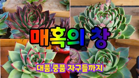 230105매혹의 창 대품 묵둥이 자구까지 Youtube