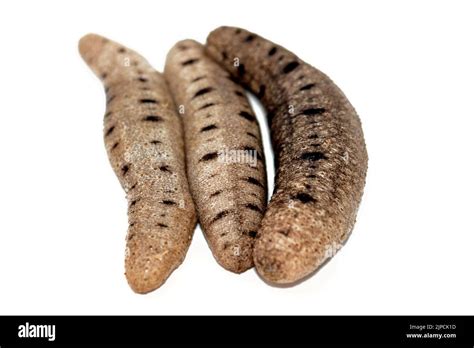 Sea Cucumbers Isolated On White Background Echinoderms From The Class