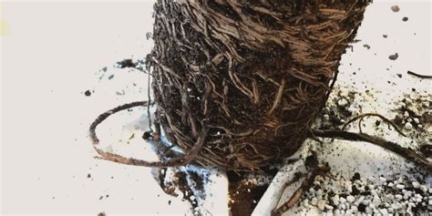 How To Treat Root Rot On Aglaonema Tips And Tricks Botan