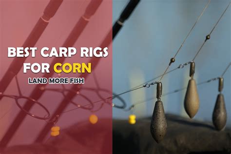 Best Carp Rigs For Corn Mastering The Techniques 2023 Fishing Tackle