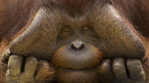 Orangutan Full HD Wallpaper and Background Image | 1920x1080 | ID:277040