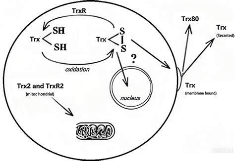 硫氧还蛋白的研究进展