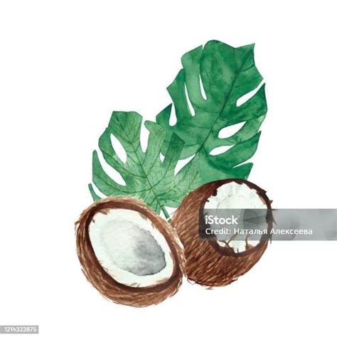 수채화 손 은 흰색 살과 디자인 요소와 카드에 대한 흰색 배경에 두 개의 야자수 잎갈색 코코넛 과일과 자연 신선한 열대 여름 구성을 그린 예술에 대한 스톡 벡터 아트 및