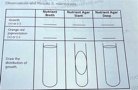 Serratia Marcescens In Broth
