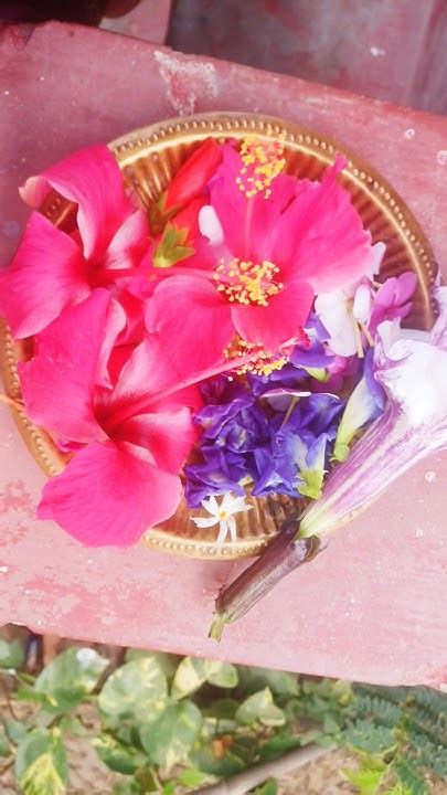 Sukhkarta Dukhharta Song 🎵 Ytshorts Beautiful Mix Flowers Garding
