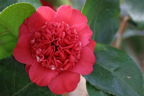 Camellia Camellia Japonica April Tryst In The Camellias Database