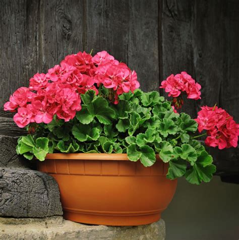 Какво трябва да добавите към водата при всяко поливане така че стайните цветя да цъфтят обилно