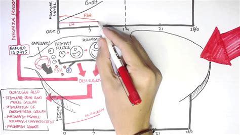 Female Reproductive System Menstrual Cycle Hormones And Regulation