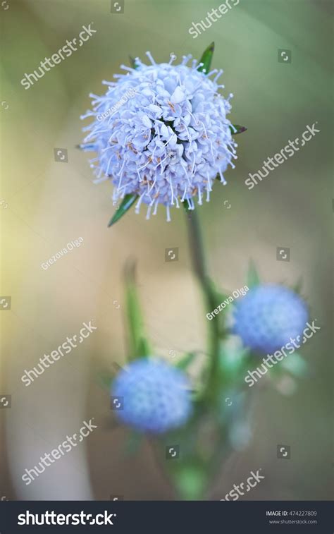 2 Didiskus Images, Stock Photos & Vectors | Shutterstock