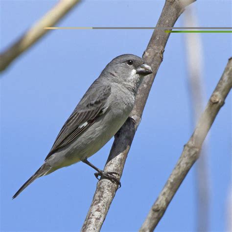 Brazilian Birds Thraupidae Parte 5