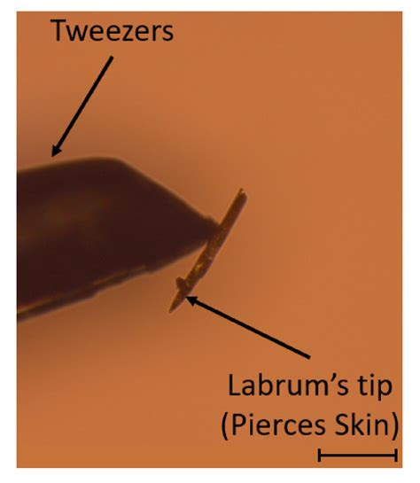 Video Author Spotlight Development Of Bio Hybrid Afm Cantilevers For