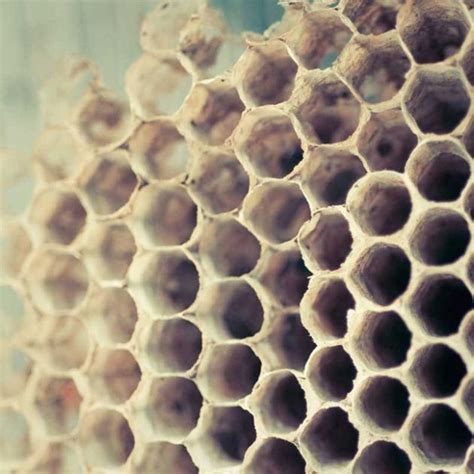 Allisonkettlewell Natural Form Art Patterns In Nature Pattern Photography