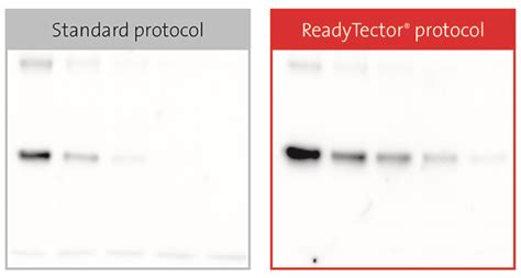 Achieving More Accurate Western Blot Results Biocompare The Buyers