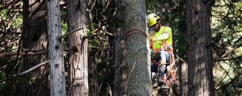 Hazard Tree Removal Helps Reduce Wildfire Risk Energized By Edison