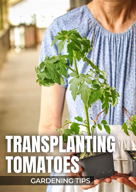 Why Are My Tomato Plants Wilting Top Solutions For Tomato Wilt Artofit
