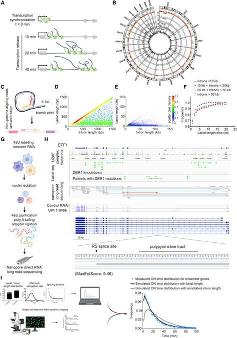 Dynamic Imaging Of Nascent Rna Reveals General Principles Of Transcription Dynamics And