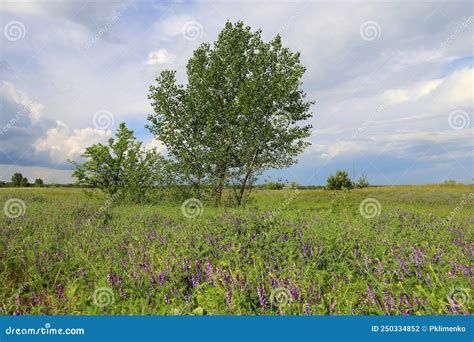 árboles Verdes En La Pradera Foto de archivo Imagen de escena nube