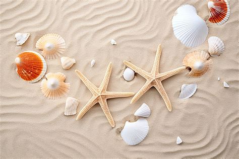Sea Shells And Shell Chips Background Conch Conch Shell Fish And