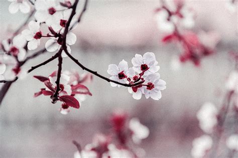 꽃 꽃잎 새싹 Pixabay의 무료 사진 Pixabay