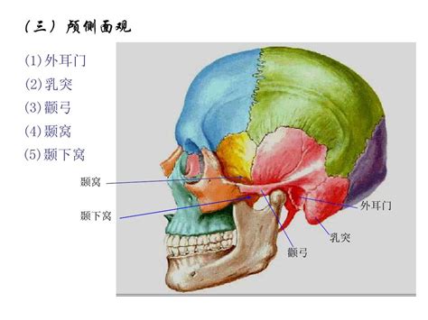 颅骨及眼眶骨性解剖word文档在线阅读与下载无忧文档