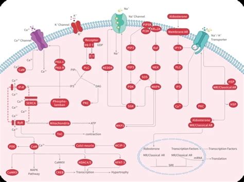 Schisandrol B 五味子醇乙 Autophagy Reactive Oxygen Species Targetmol