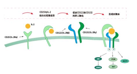 【靶点talk】cd25：肿瘤免疫疗法新势力cd25偏低 Csdn博客