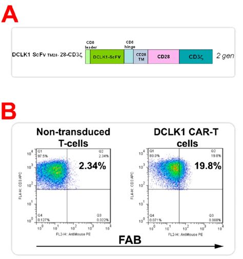 Expression Of Chimeric Antigen Receptors Cars In Doublecortin Like
