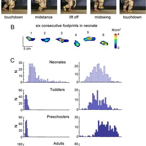General Gait Parameters And Kinematic Patterns A Illustration Of A Download Scientific