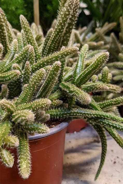 Rhipsalis Baccifera Horrida Mouse Tail Cactus Care And Problem Guide