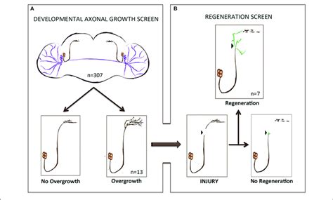 A Gain Of Function Screen For Axonal Growth In Development And After